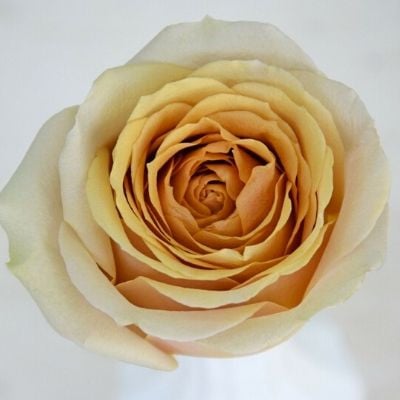 Interplant Roses BV - Breeder on Thursd
