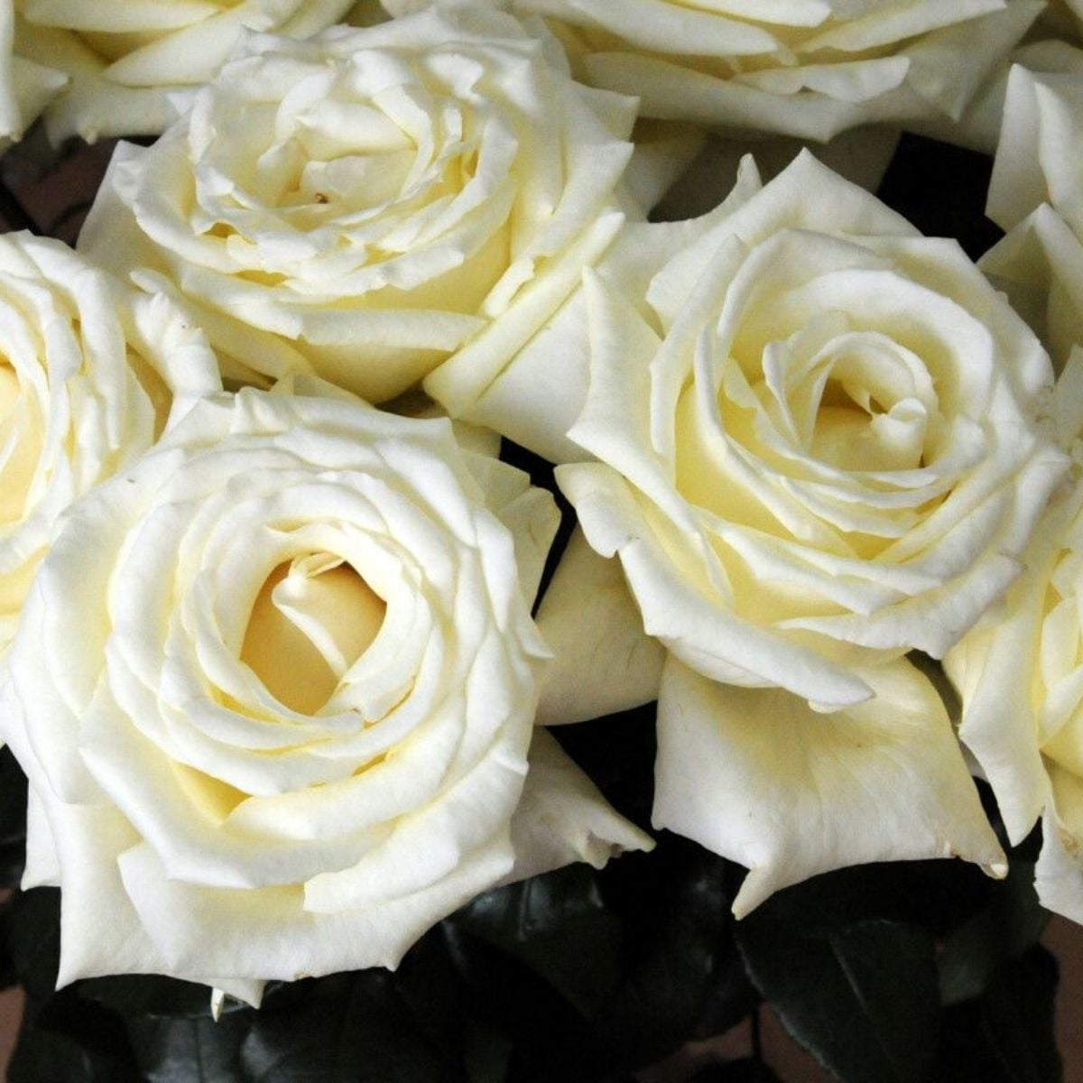 Rose Vitality | Product Featured on Thursd.com