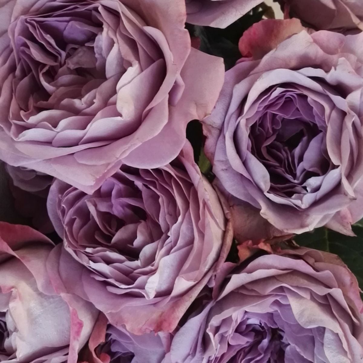 Rose Lavender Bouquet