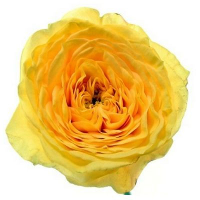 Alexandra Farms - Thursd