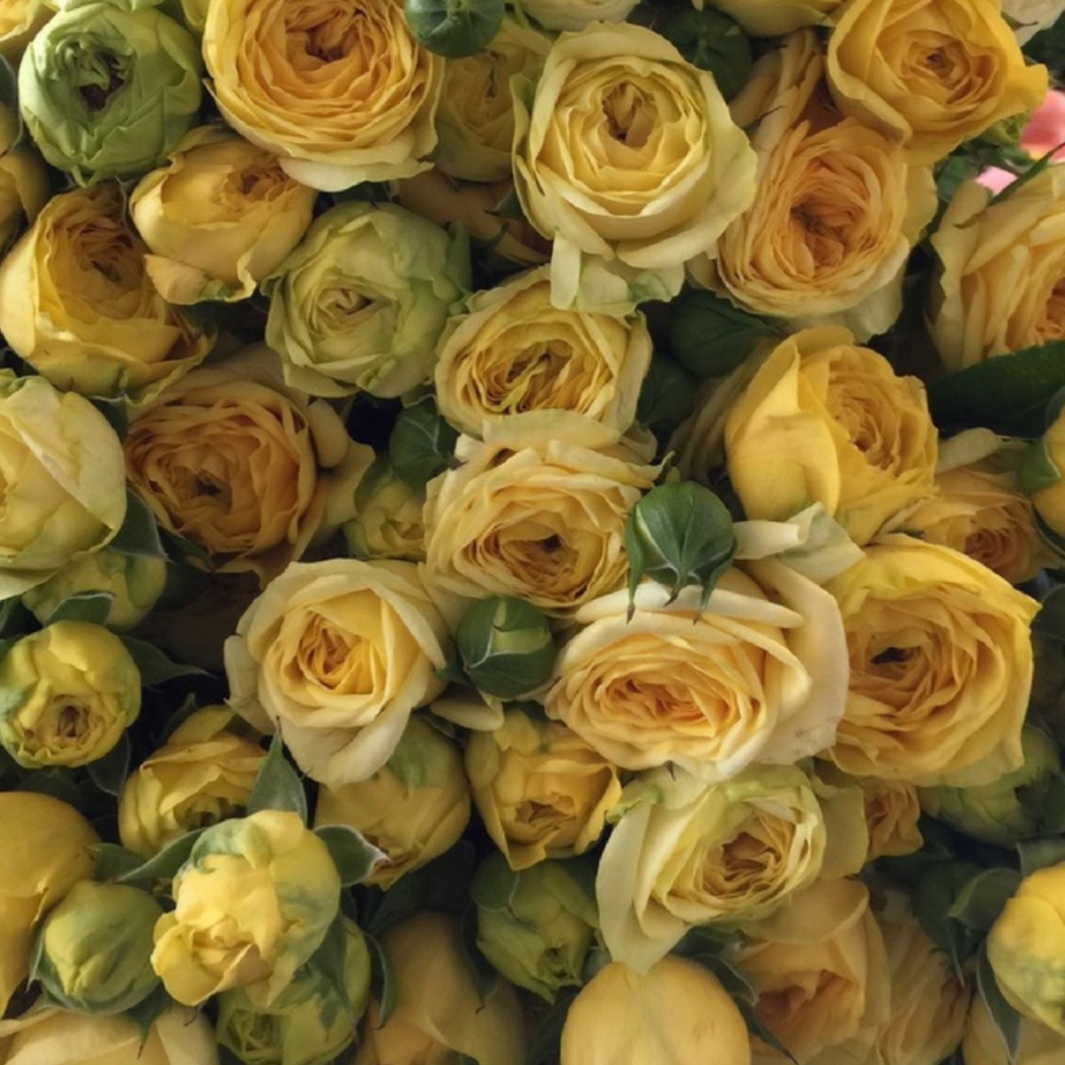 Rose Lemon Pompon
