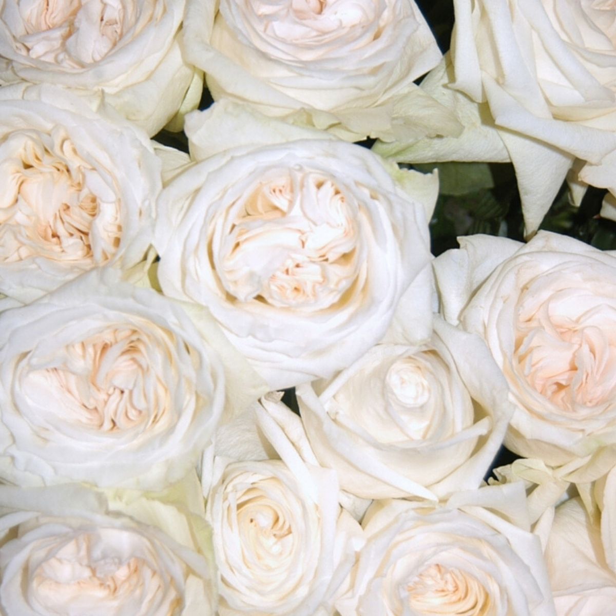 Rose White O'Hara