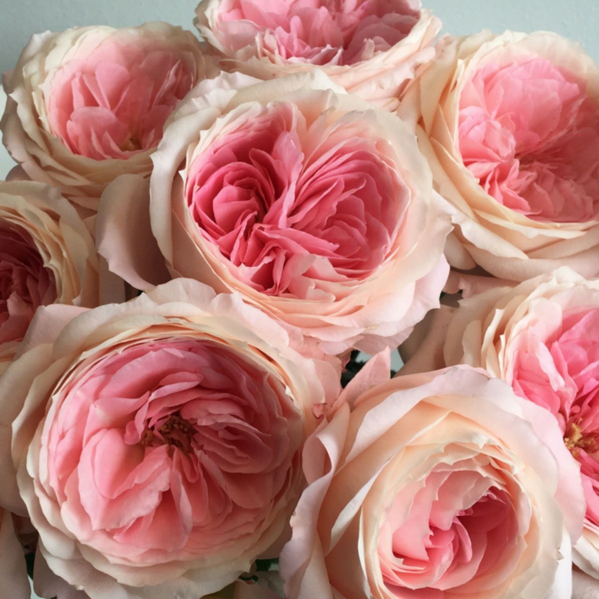 Rose Mayra's Rose Bridal Pink