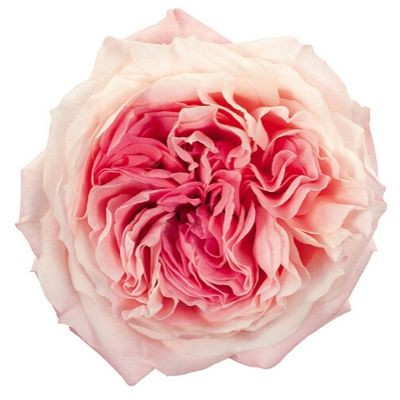 Rosaprima - Grower featured on Thursd