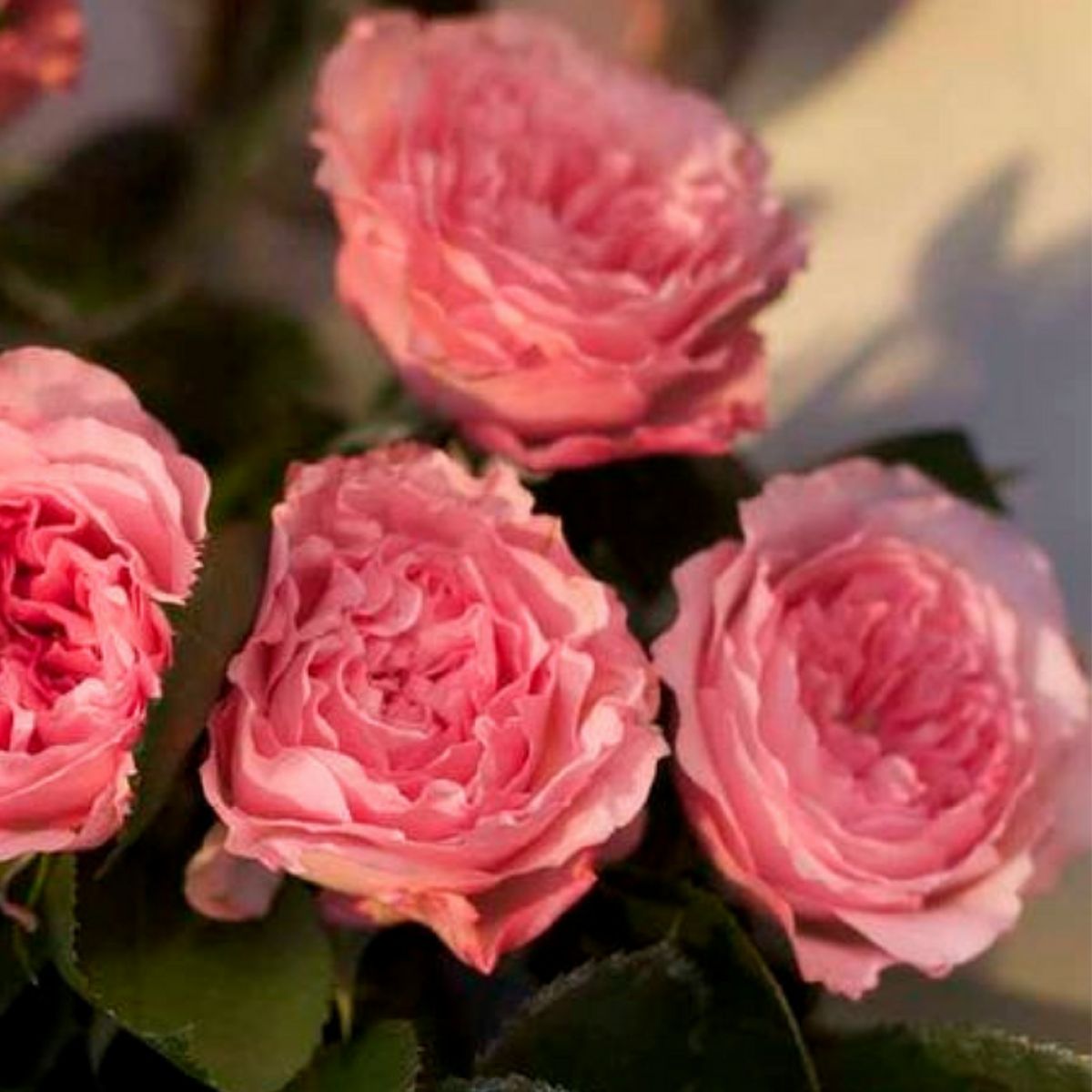 Rose Mayra's Rose Pink