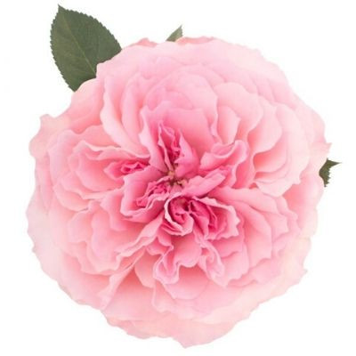 Rose Osiana - Product on Thursd