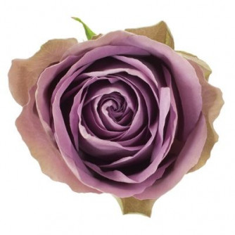 Rosaprima - Grower featured on Thursd