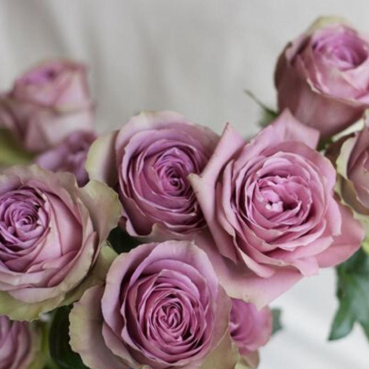 Rose Tiara | Product Featured on Thursd.com