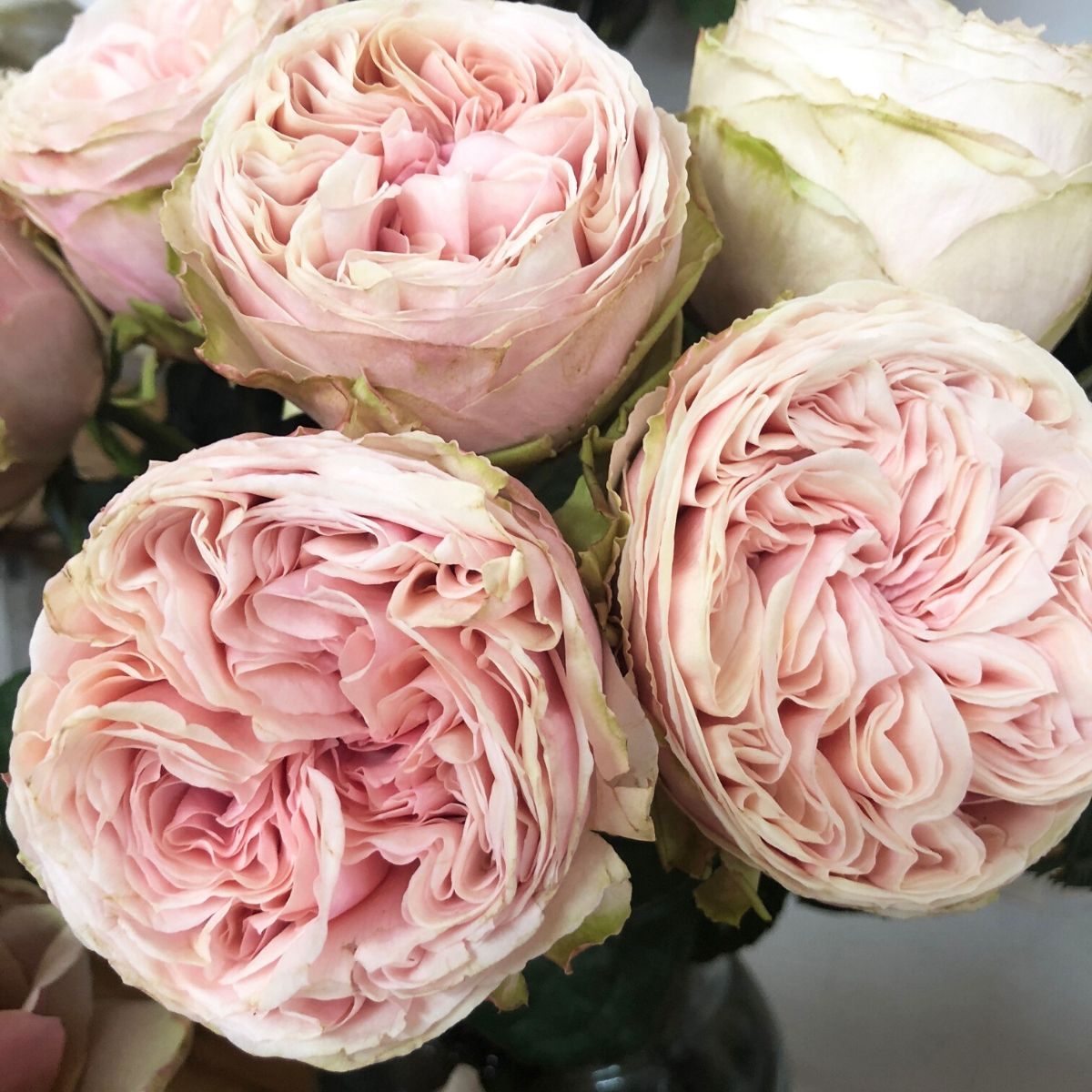 Rose Senlitsu | Product Featured on Thursd.com