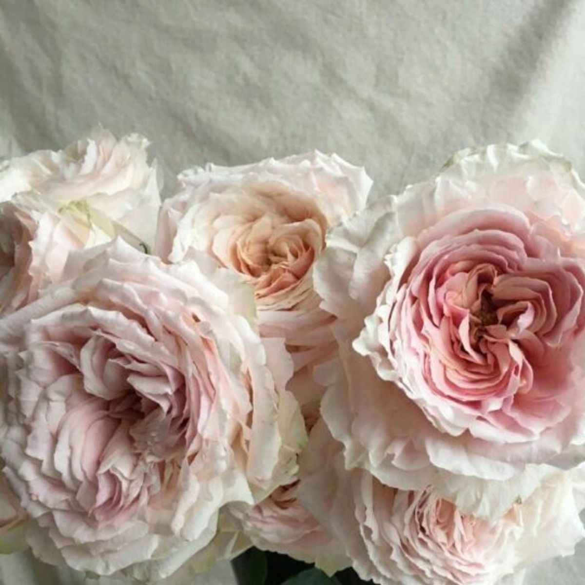 Rose Tsumugi | Product on Thursd.com