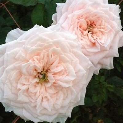 Rose Born Free - Thursd