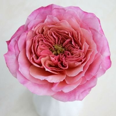 Rose Miyabi | Product on Thursd.com