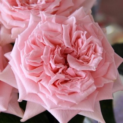 Spray Rose Sweet Blossoms - Thursd