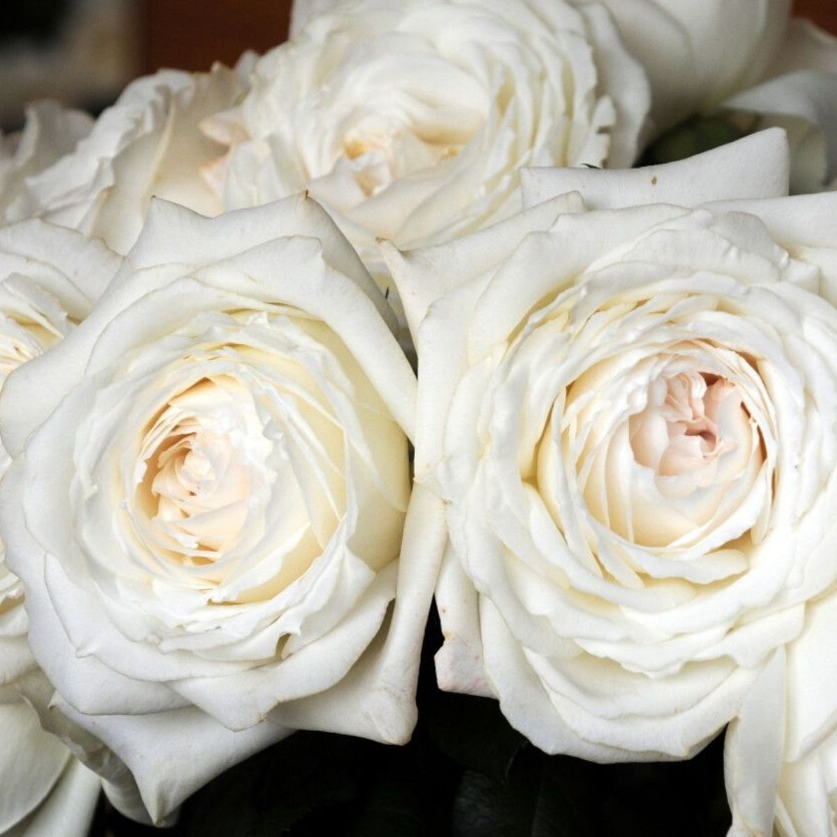 Rose Princess Miyuki