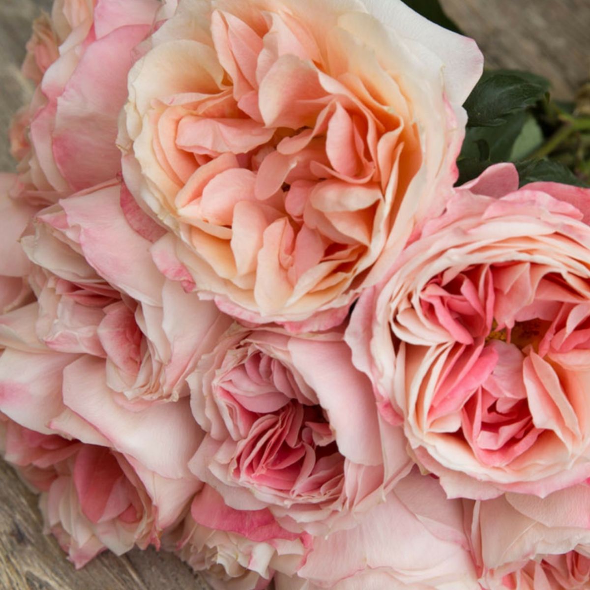 Rose Princess Sakura