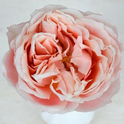 Products Archive - Thursd - Thursd