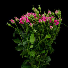 Products Archive - Thursd - Thursd