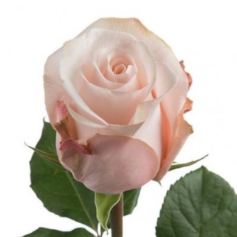 Waterdrinker - Thursd