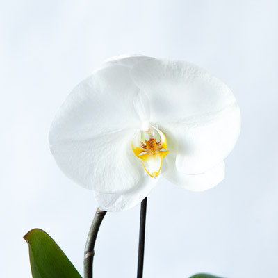 orchid singolo