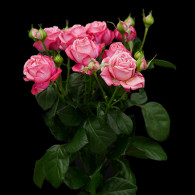 Rose Born Free - Thursd