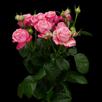 Rose Born Free - Thursd