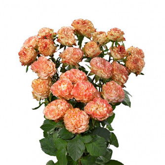 Spray Rose Charming Flow - Product Featured on Thursd.com