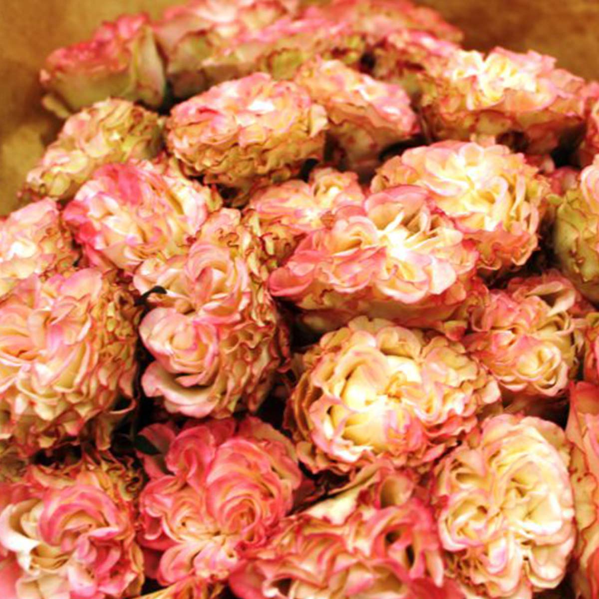 Spray Rose Charming Flow - Product Featured on Thursd.com