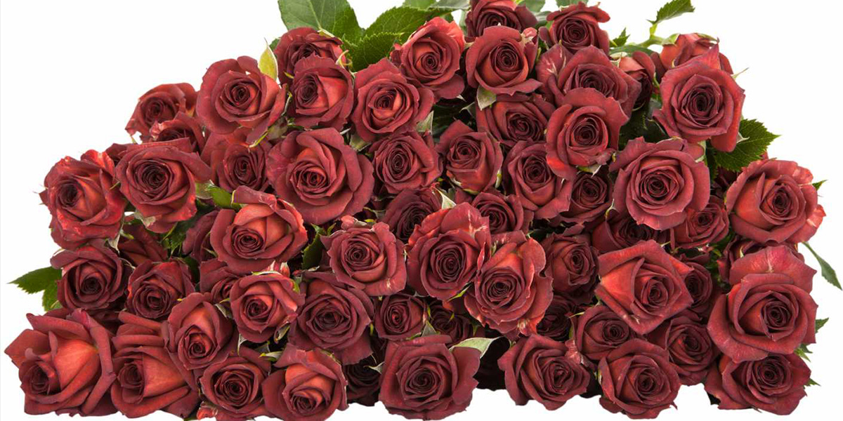 Rose Chococcino - Product Featured on Thursd.com