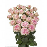 Spray Rose Sweet Flow