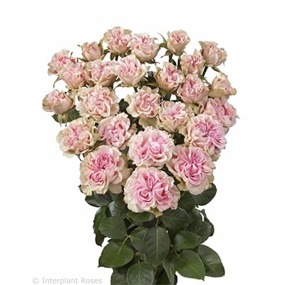 Rose Monte Carlo - Thursd