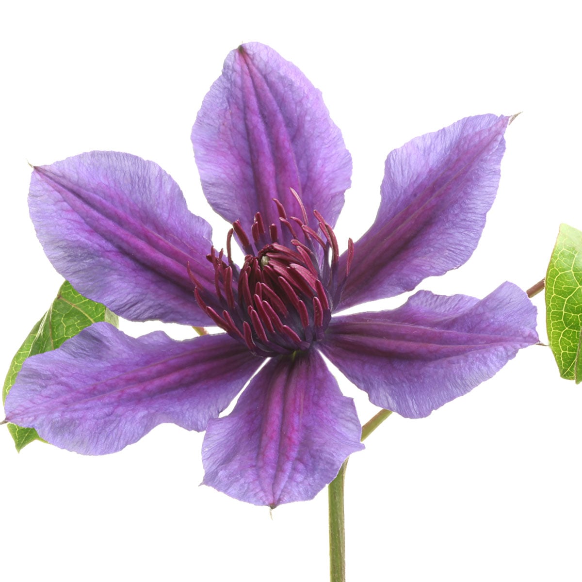 Clematis Amazing® Toronto | PRoduct Featured on Thursd.com