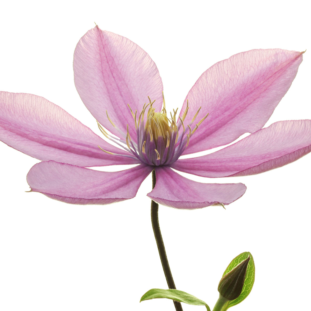 Clematis Amazing® Tokyo
