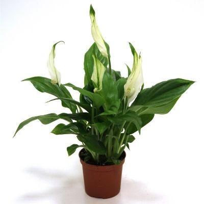 Spathiphyllum Pearl Cupido