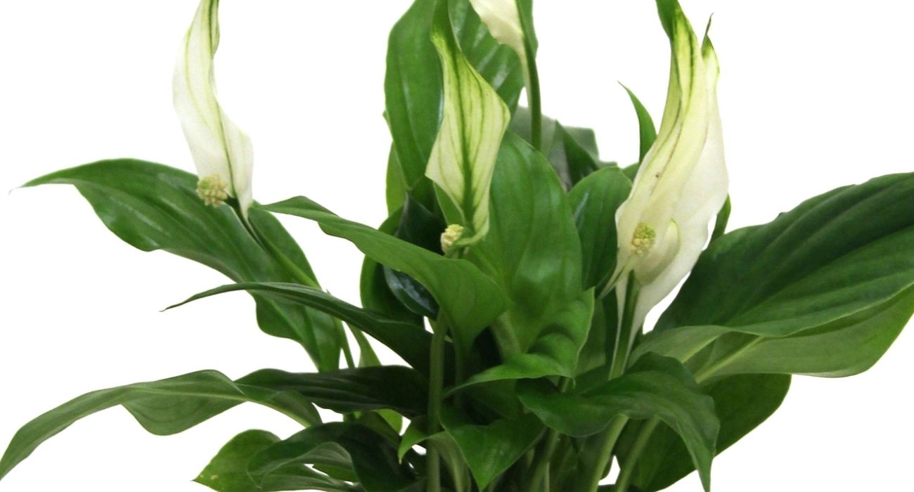 Spathiphyllum Pearl Cupido
