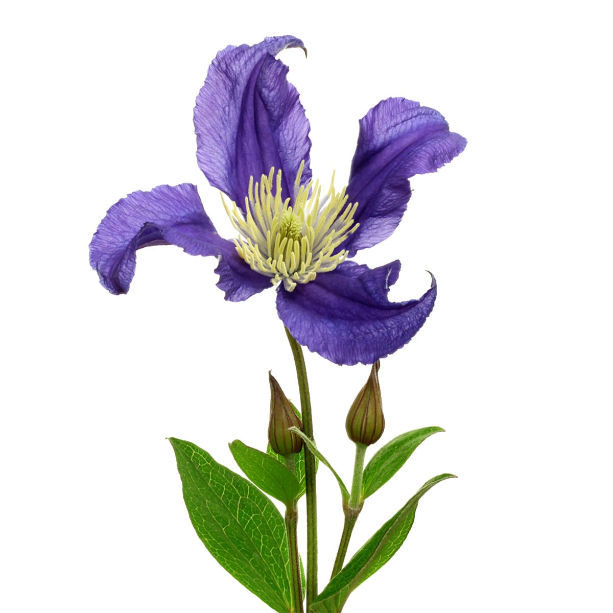 Clematis Amazing® Blue Pirouette | Product Featured on Thursd.com