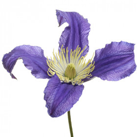 Clematis Amazing® Blue Pirouette | Product Featured on Thursd.com