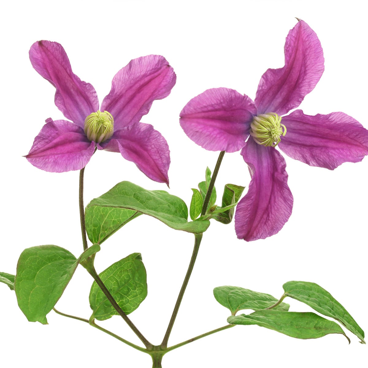Clematis Amazing® Kyiv | Product Featured on Thursd.com