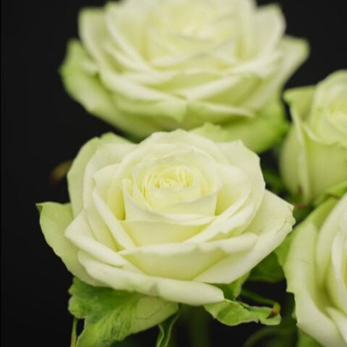 Spray Rose Mint Tea