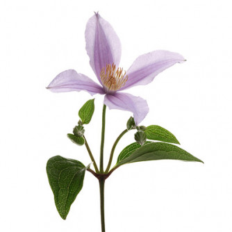 Clematis Amazing Star River | Product Featured on Thursd.com