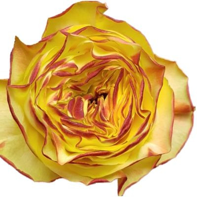 Rose Osiana - Product on Thursd