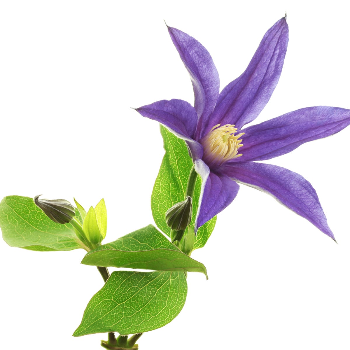 Clematis Amazing® Oslo | Product Featured on Thursd.com