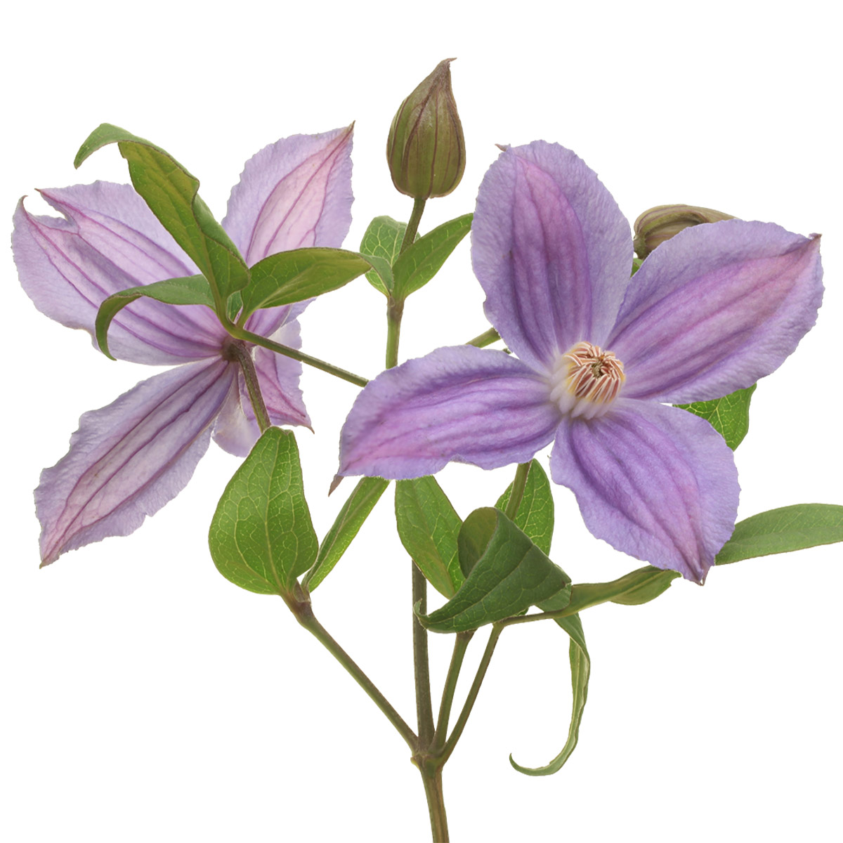 Clematis Amazing® Geneva | Product Featured on Thursd.com