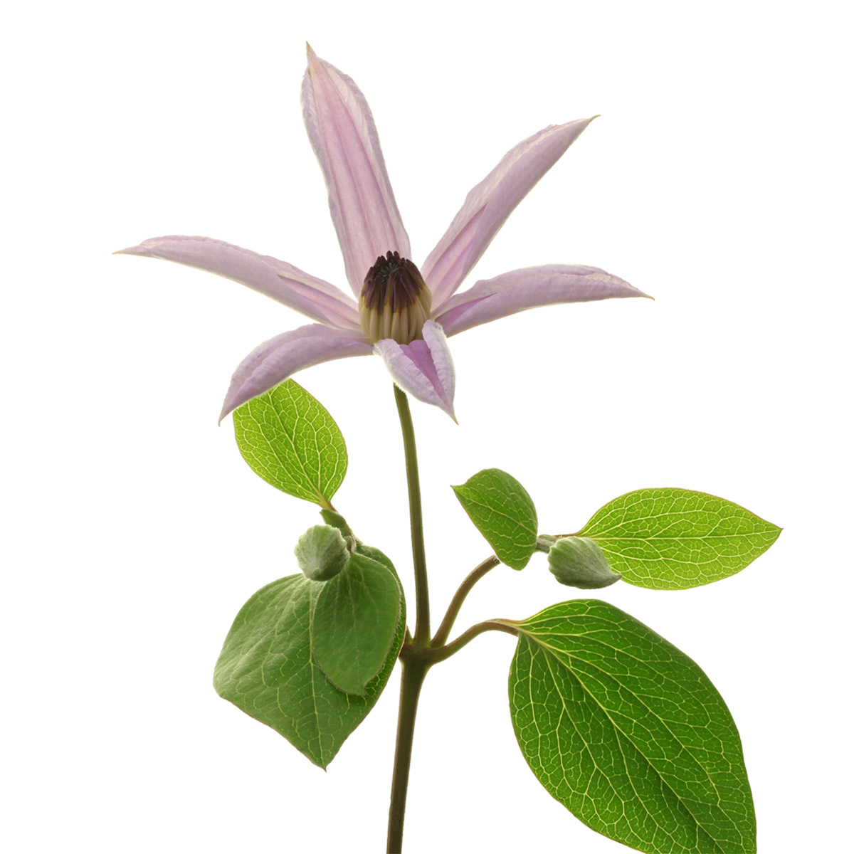 Clematis Amazing® Miami | Product Featured on Thursd.com