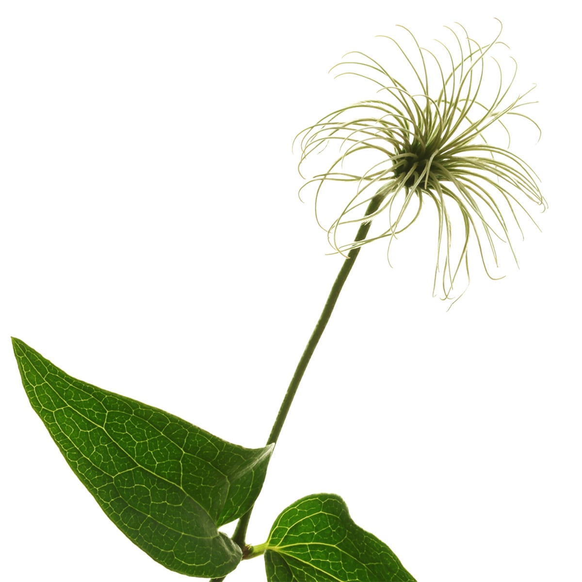 Clematis Amazing® Kibo | Product Featured on Thursd.com