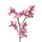 Limonium Anouchka Diamond