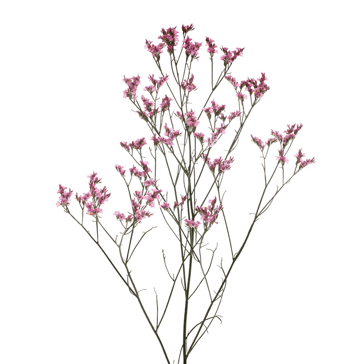 Limonium Anouchka Diamond - Product on Thursd
