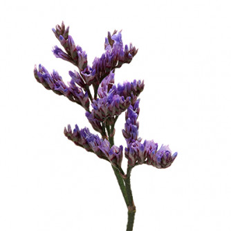 Limonium Safora Dark Blue
