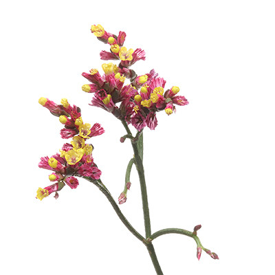 Limonium Scarlet Diamond | Product Featured on Thursd.com