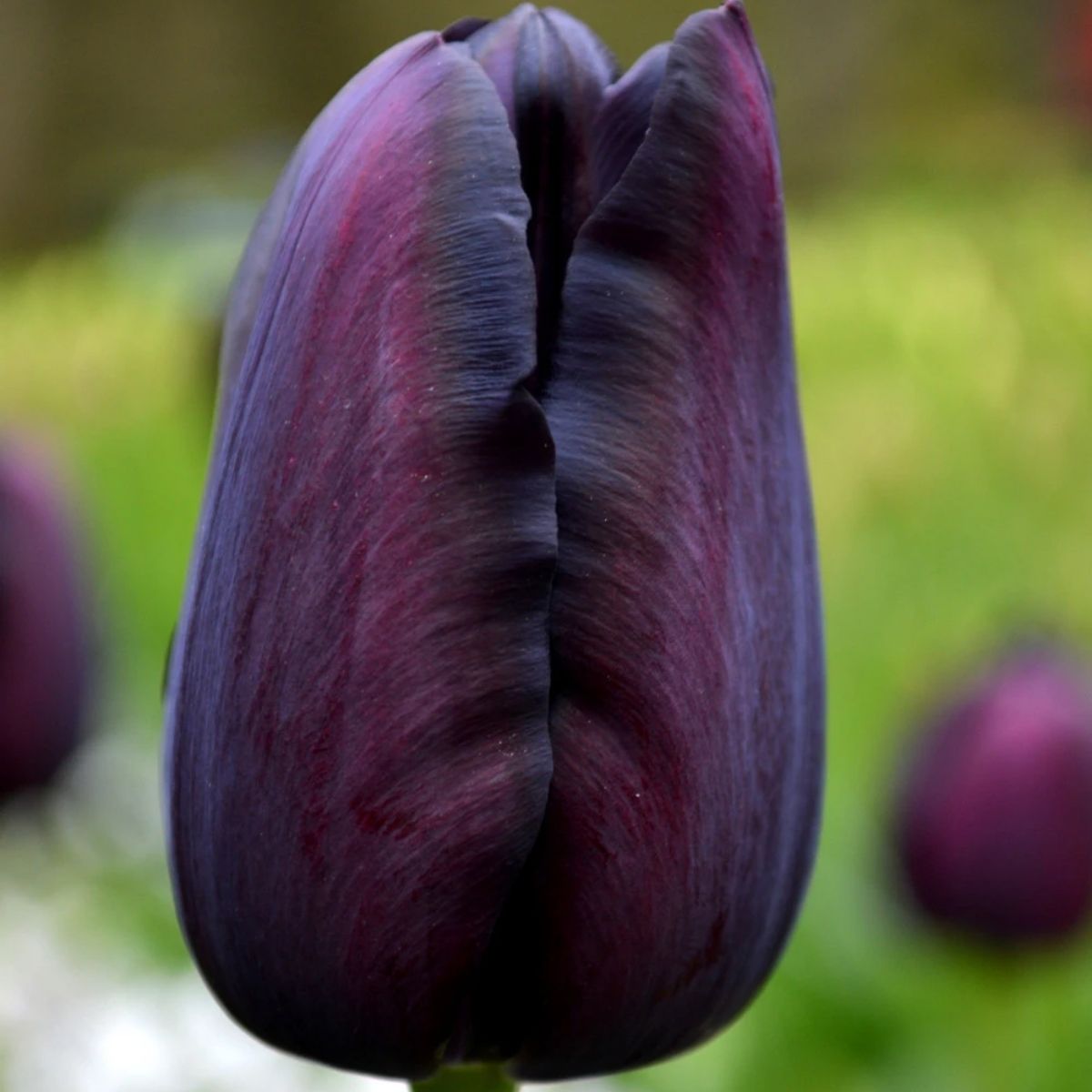 Tulip Queen of Night