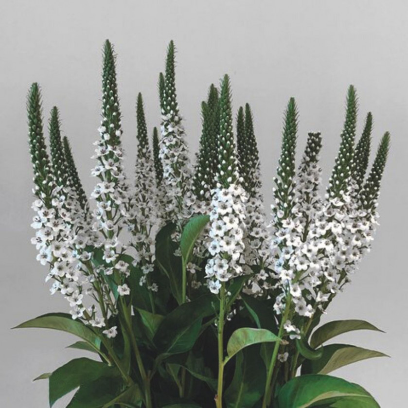 Malima - Grower featured on Thursd